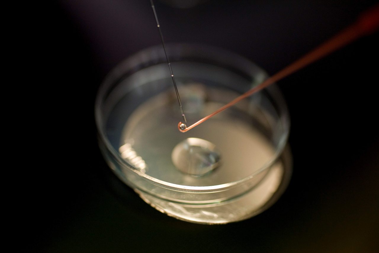 In-vitro Embryo Production (IVP) - AB Europe